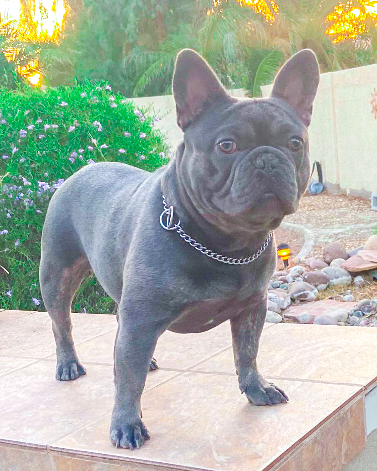Smiling French Bulldogs – Home of the Smiling Frenchies