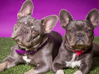Smiling French Bulldogs – Home of the Smiling Frenchies